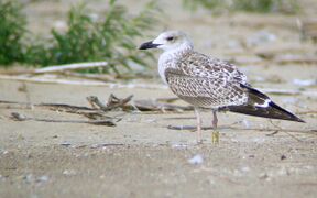 Galeria Łukasza Krajewskiego - archiwum – Ptaki Polski Środkowej ...