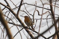 Obserwacje-2018 (4) – Ptaki Polski Środkowej - Sekcja Ornitologiczna ...